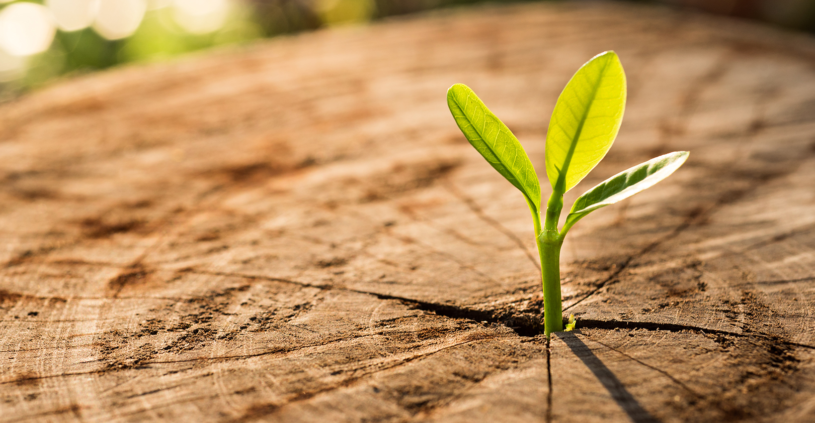 How Recovery Takes Root | IndustryWeek